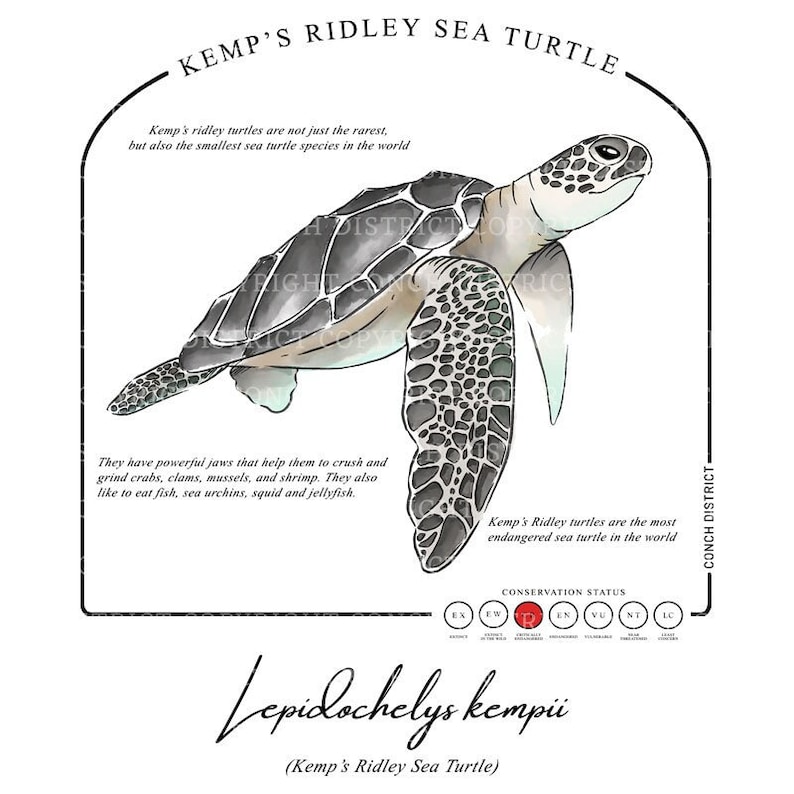 Kemps Ridley Sea Turtle Printable Marine Science Facts Homeschool ...