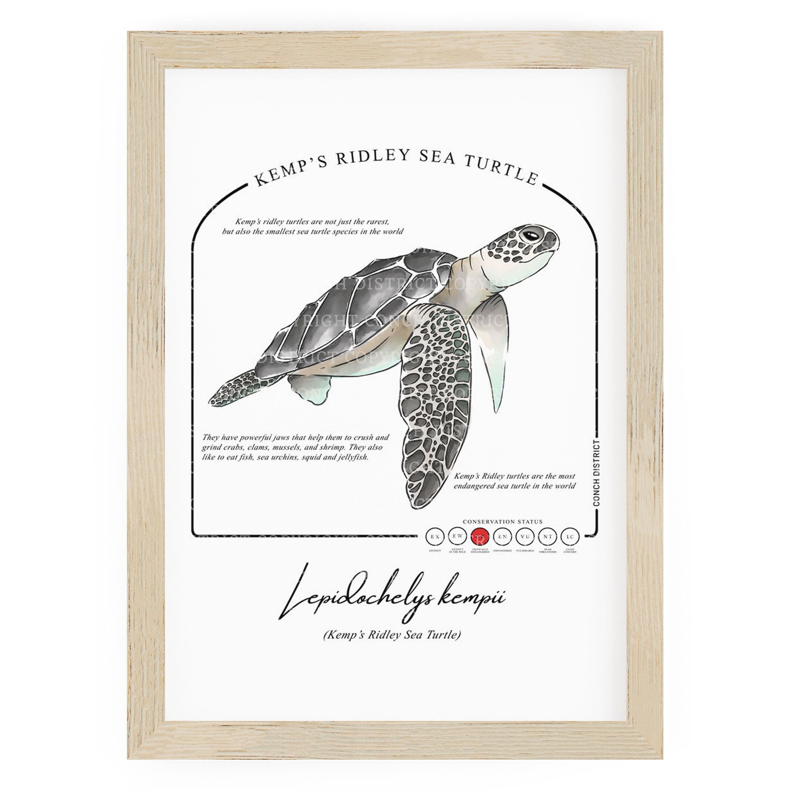 Kemps Ridley Sea Turtle Printable Marine Science Facts Homeschool ...