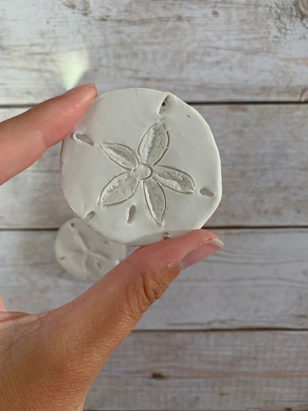 Individual Coastal Sand Dollar Magnet, Sand Dollar Refrigerator Magnets ...
