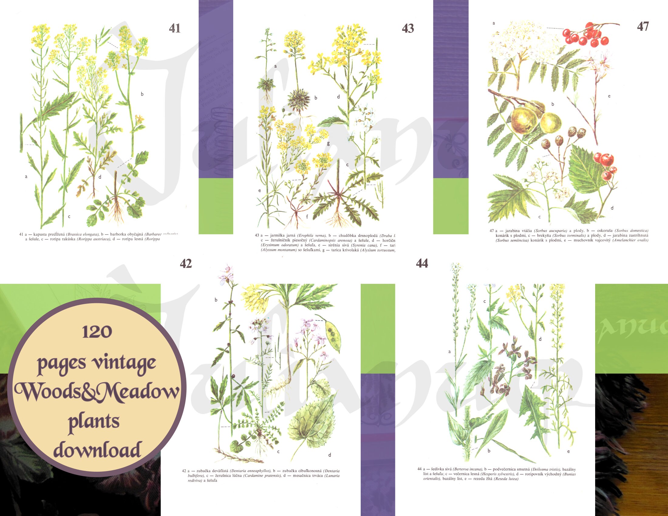 FULL SET 120 Woodland & Meadow Plants, Vintage Botanical Download ...