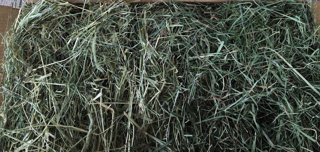1st Cut high Fiber/3rd Cut green Supreme COMBO Timothy/orchard Grass ...