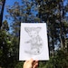 Koala Out of Natives A4/A5 Australiana Illustration Print, Australian ...