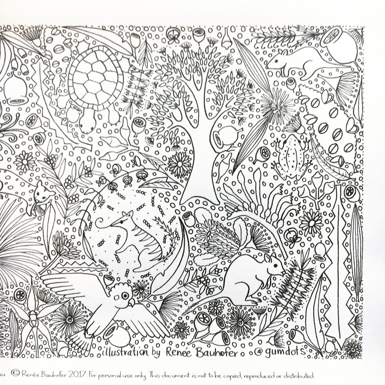 Rare Australian Fauna Colour in Printable Illustration; Kids Home ...