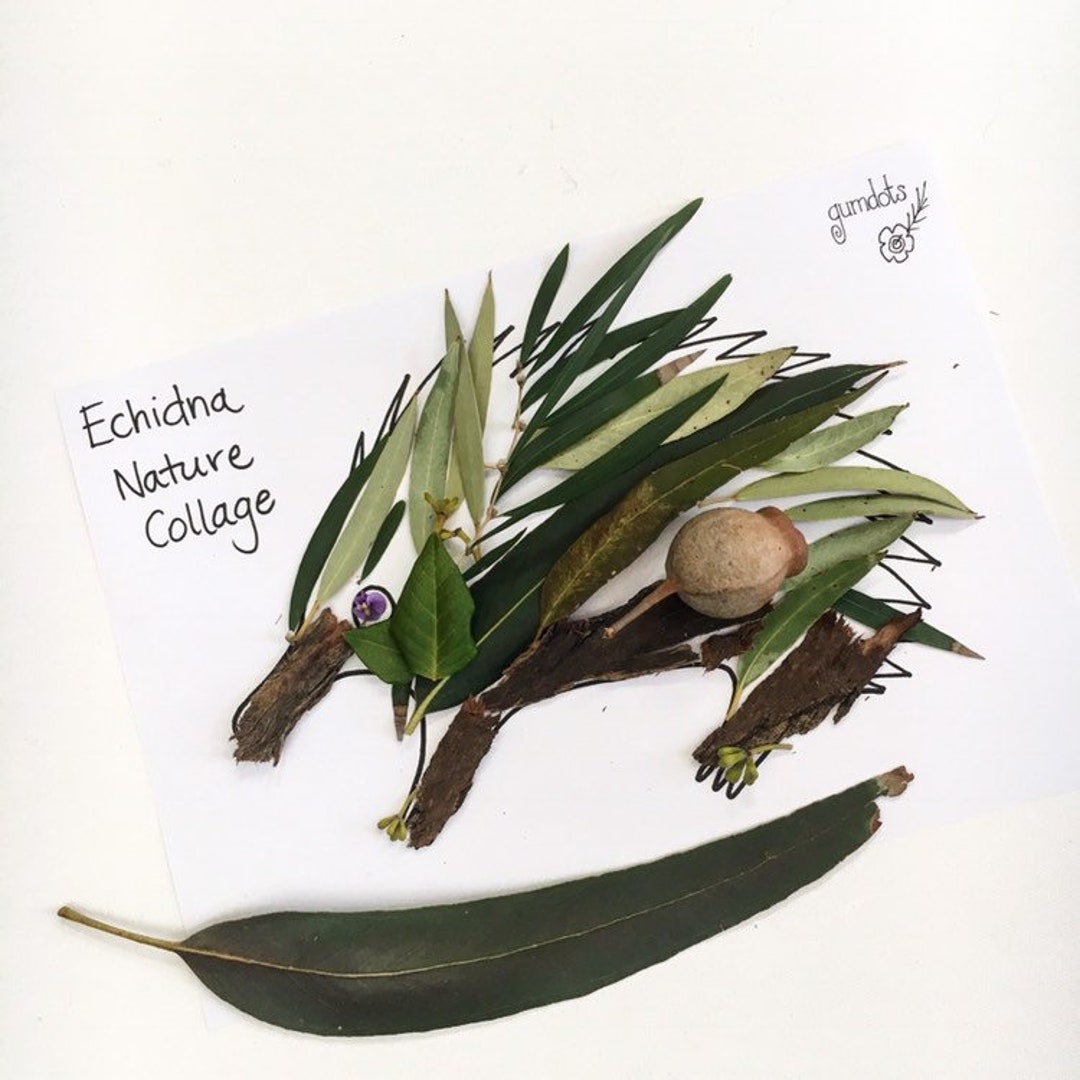 Australian Bush Kids Activity Echidna Printable Bundle Colour in Nature ...