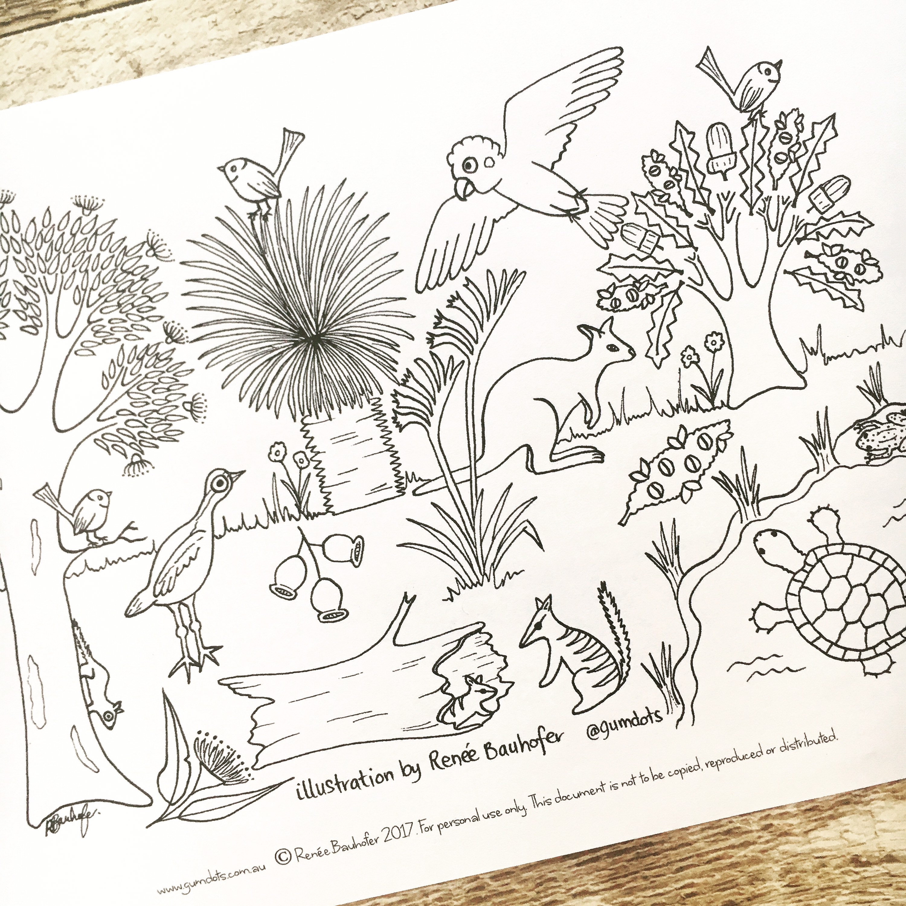 Australian Biodiversity Colour in Printable Illustration Kids | Etsy