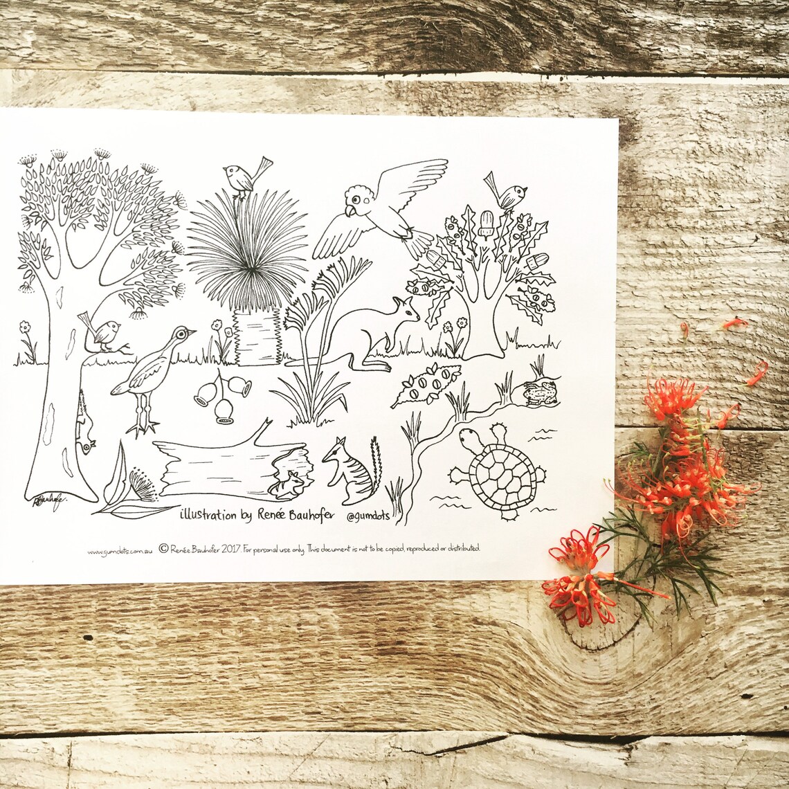 Australian Biodiversity Colour in Printable Illustration Kids | Etsy