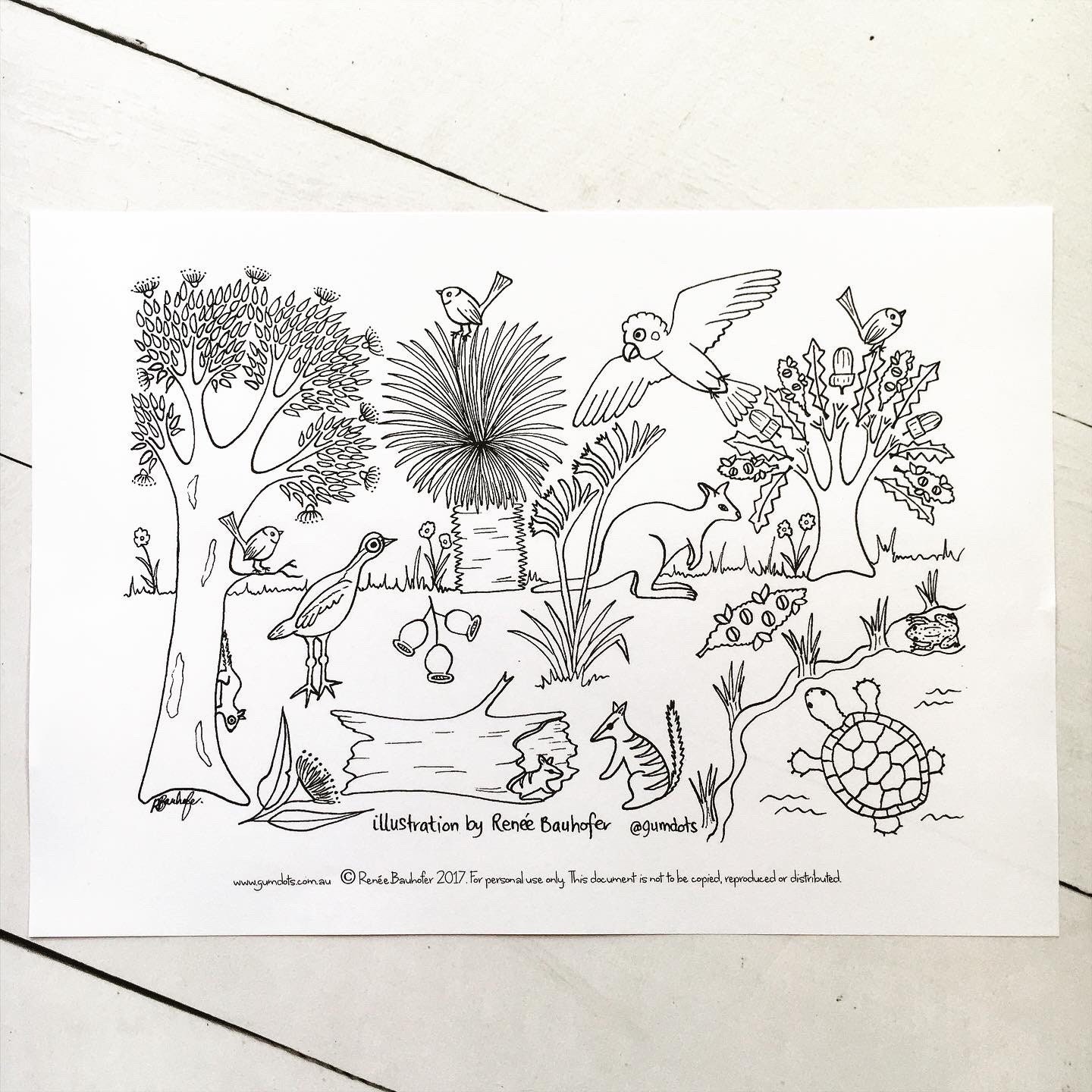 Australian Biodiversity Colour in Printable Illustration Kids | Etsy