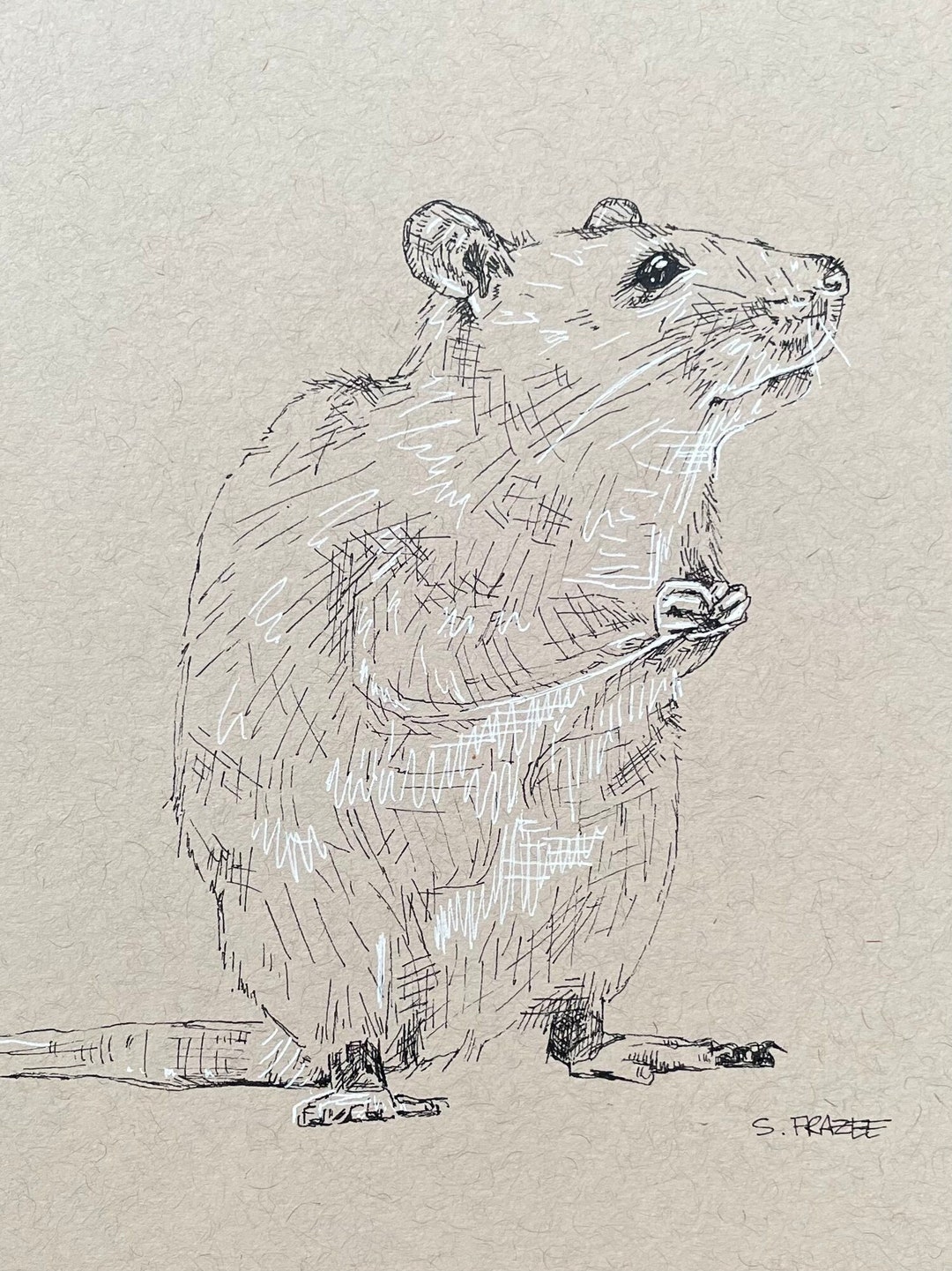 Original Rat Drawing - Etsy