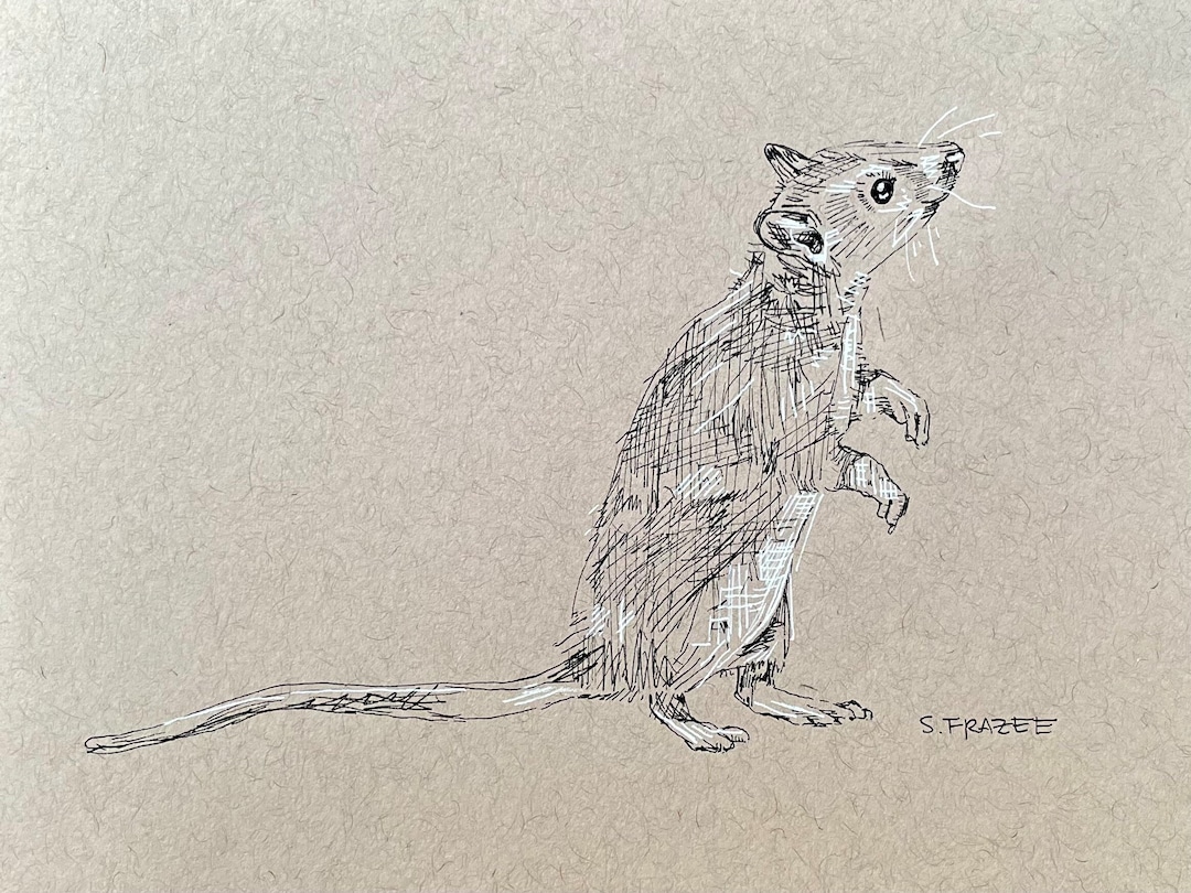 Original Baby Rat Drawing - Etsy