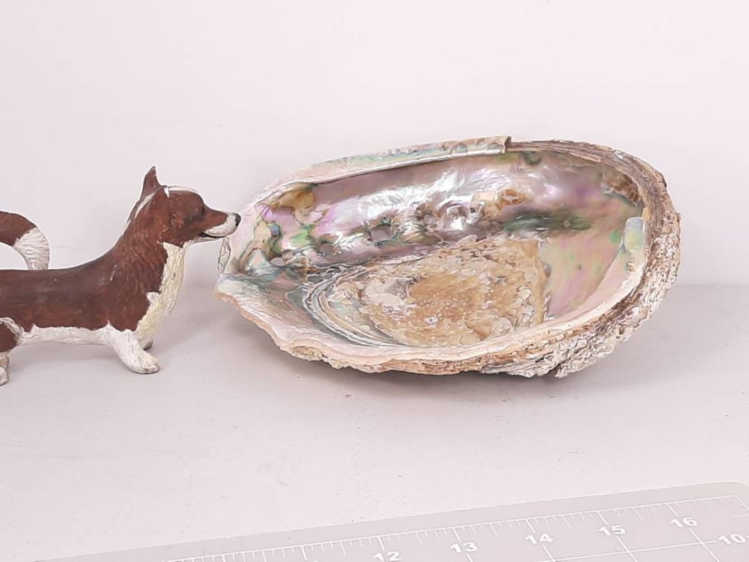 Vintage Abalone Shell, 8" X 6.5", 14.8oz, Large Abalone Shell ...