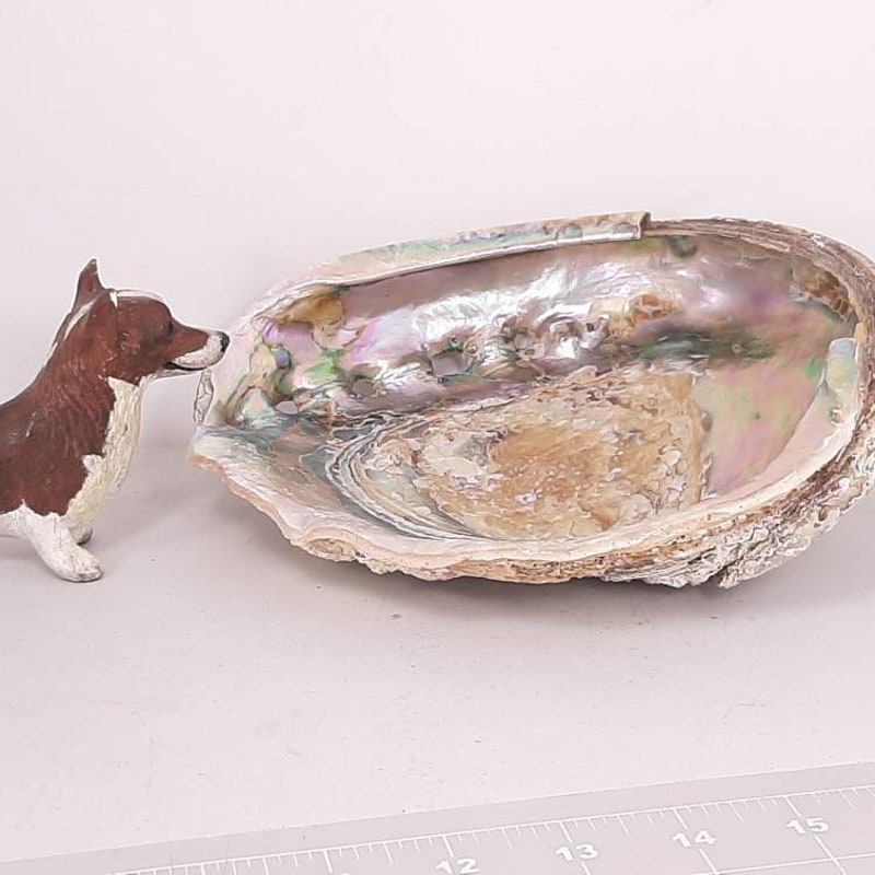 Shells for Sale - Etsy