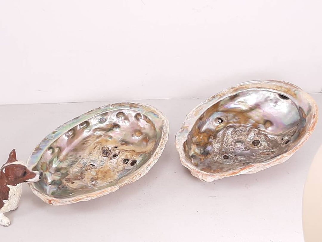 2 Vintage Large Red Abalone Shells, 8" X 6", 1lb & 1lb 11oz, Unpolished, Have 'blisters' and ...