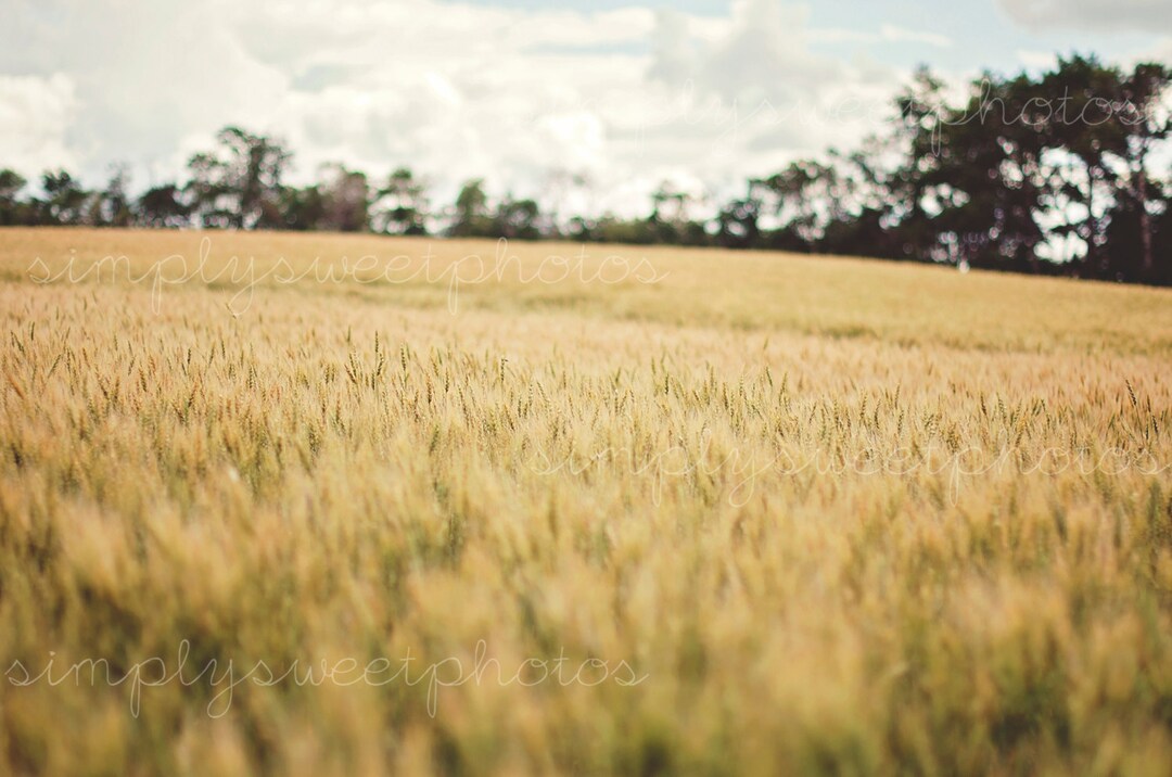 Digital Background Field - Etsy