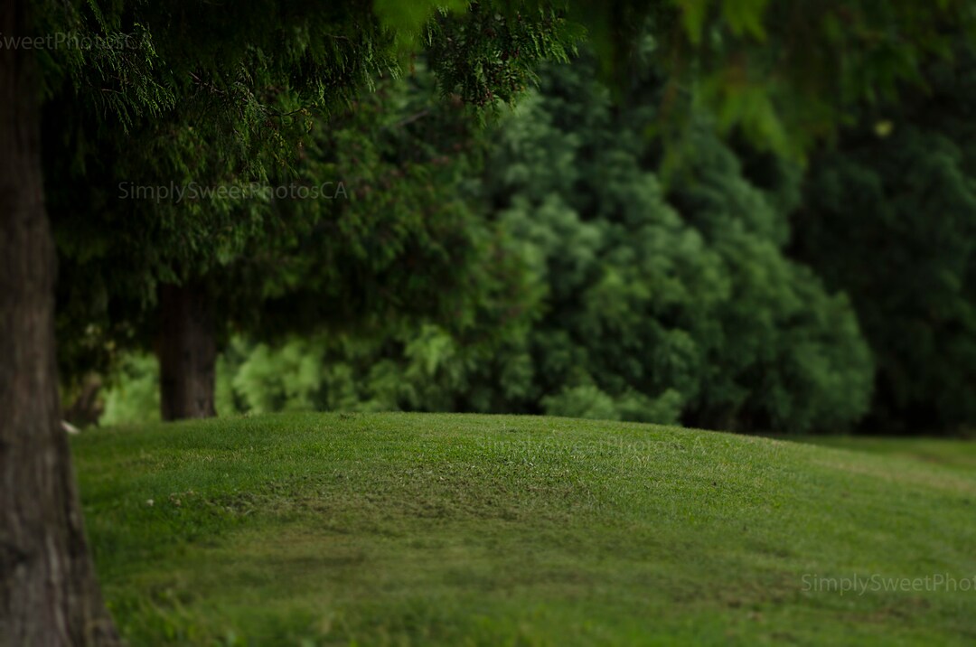 Digital Background Forest Hill - Etsy