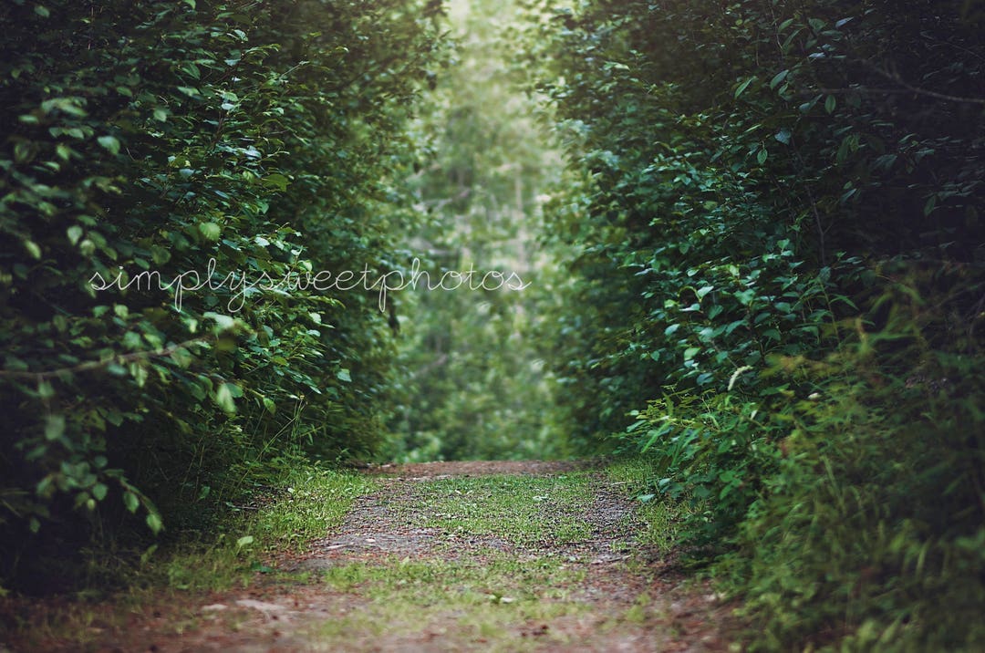 Digital Background Path Through Trees - Etsy