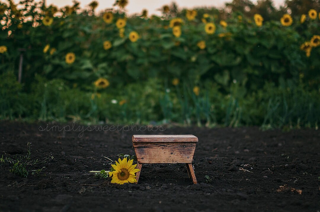 Digital Background Sunflower Garden - Etsy