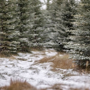 Digital Background Winter Scene Bundle With Free Snowflake Photoshop ...