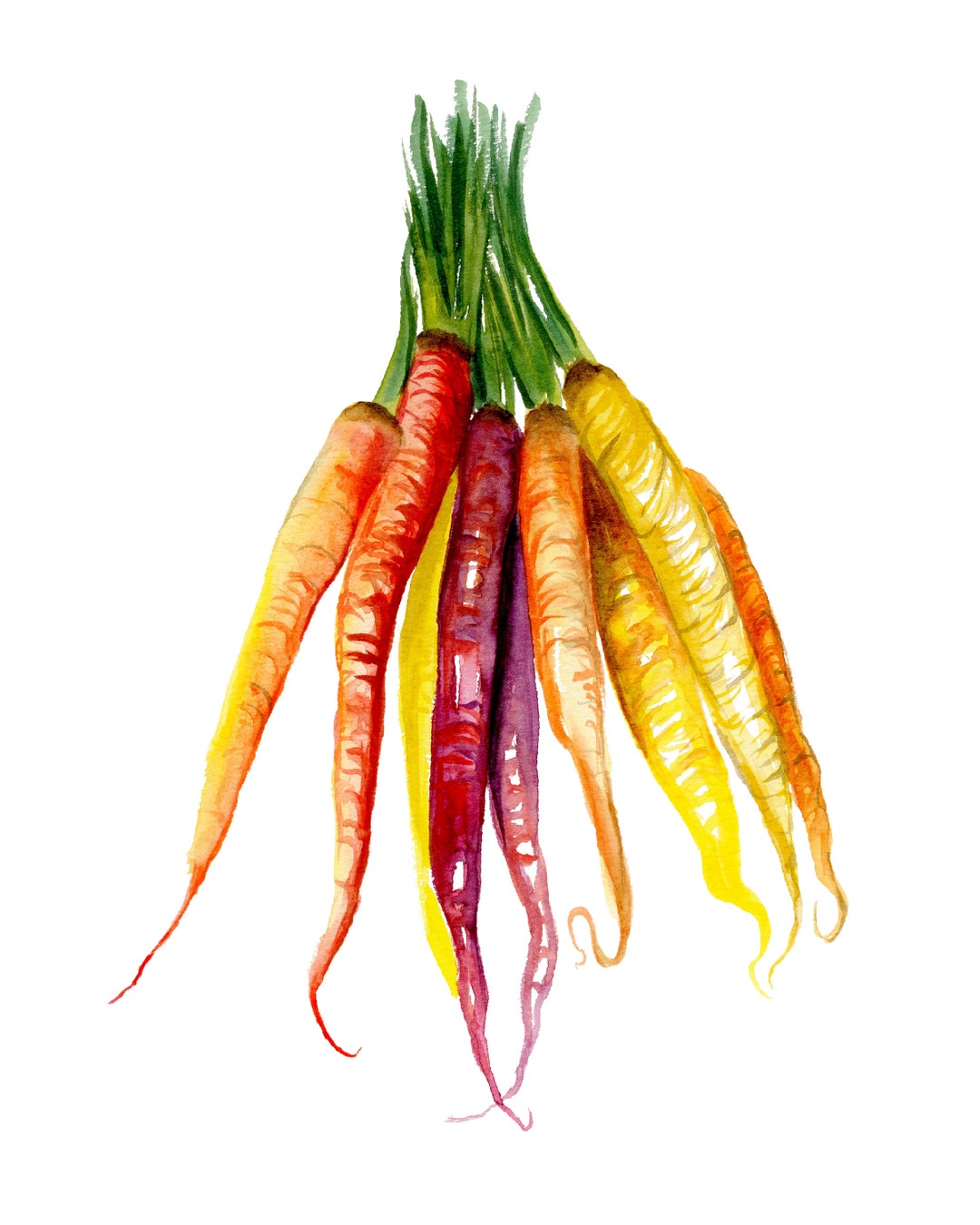 Carrots Art Print - Watercolor Illustration - Kitchen Art - Watercolor ...