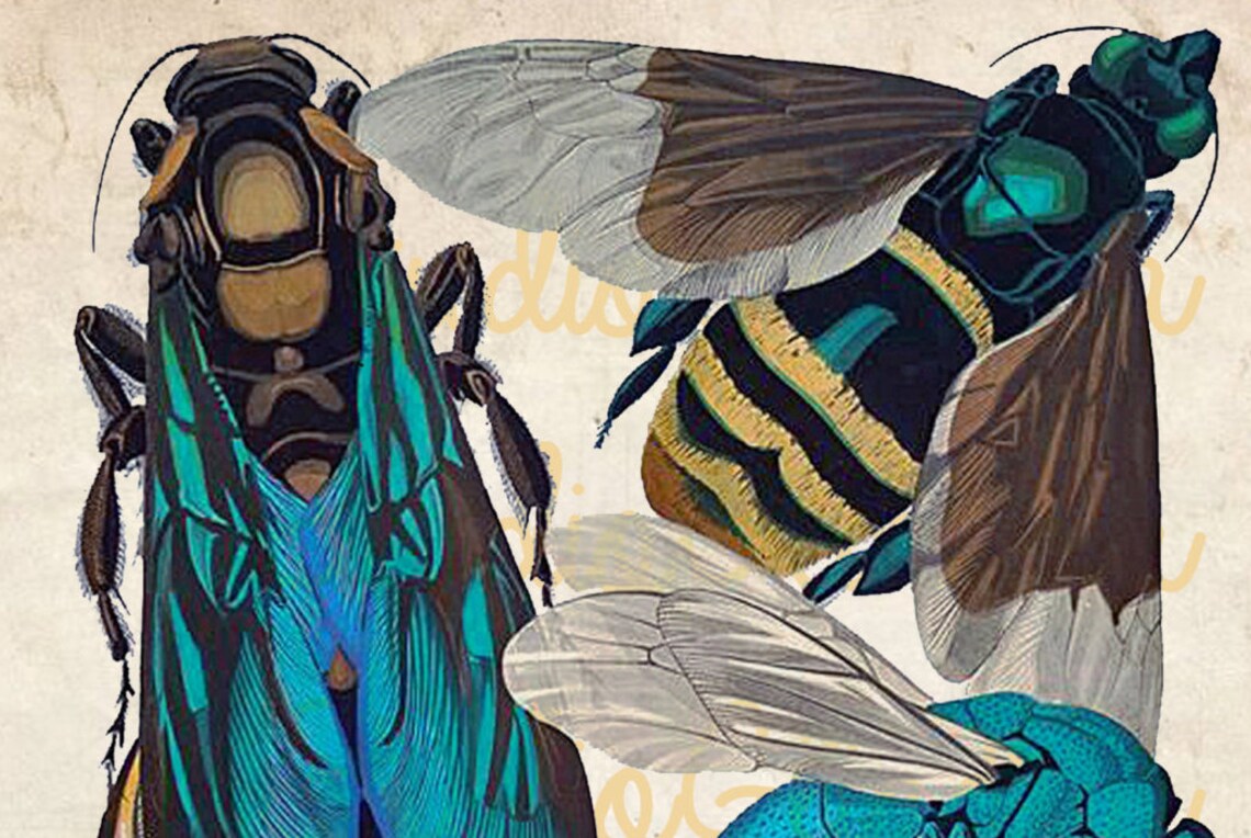 Flying Insects Printable, Eugene Seguy, Seguy Entomology Art, Vintage ...