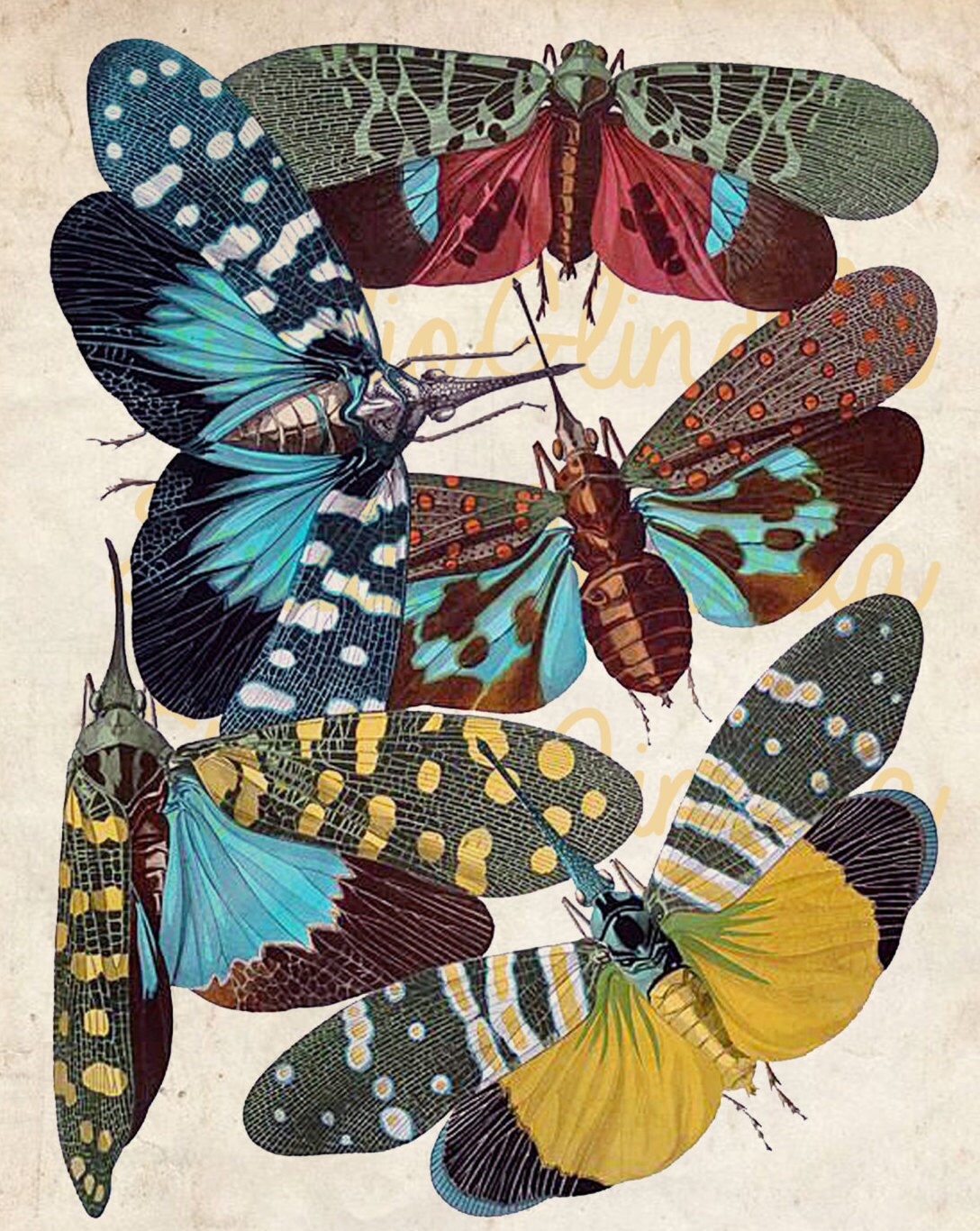 Moth Print, High Resolution Instant Download, Wall Art, Bedroom Decor ...