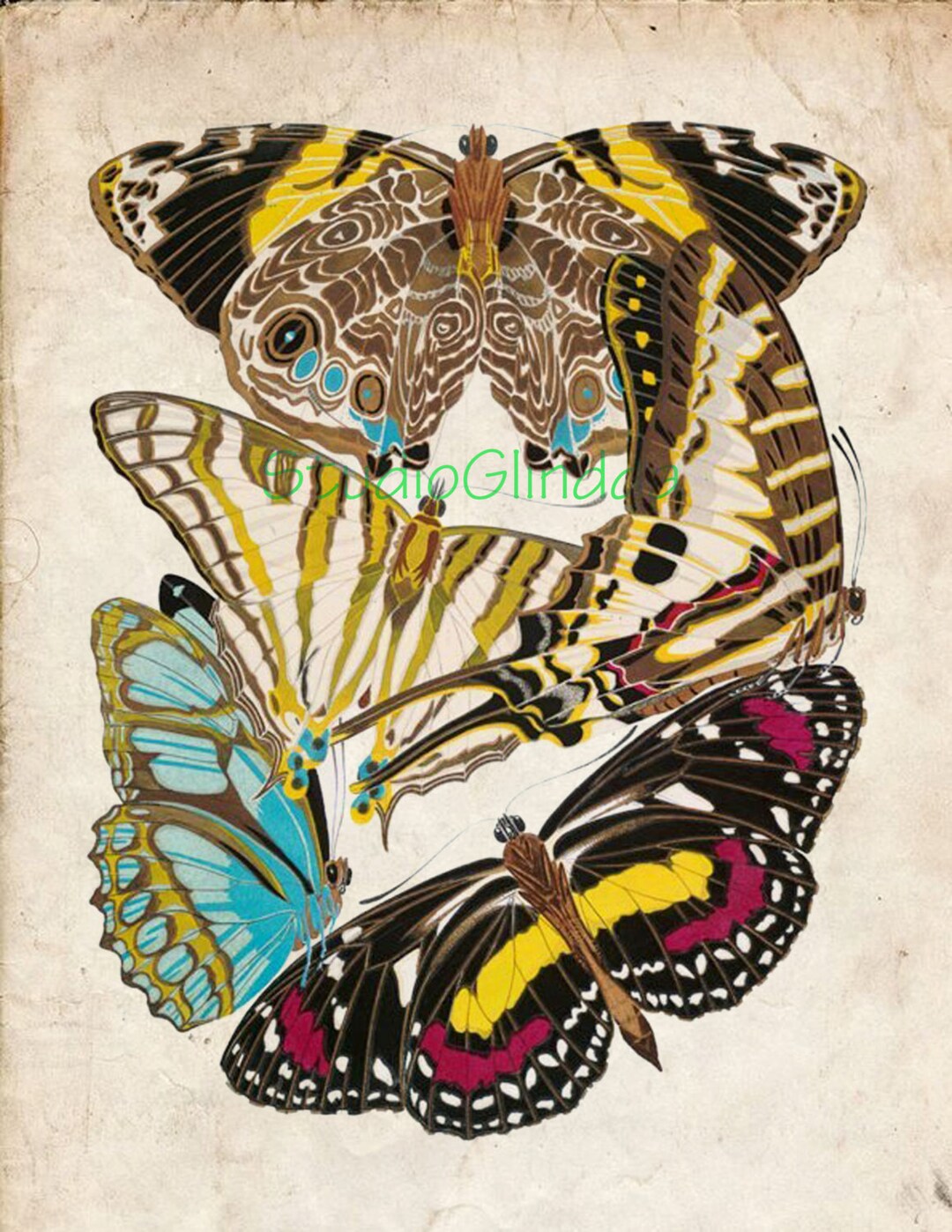 Butterfly Print, Vintage Butterfly Printable, 5 Scientific Examples ...