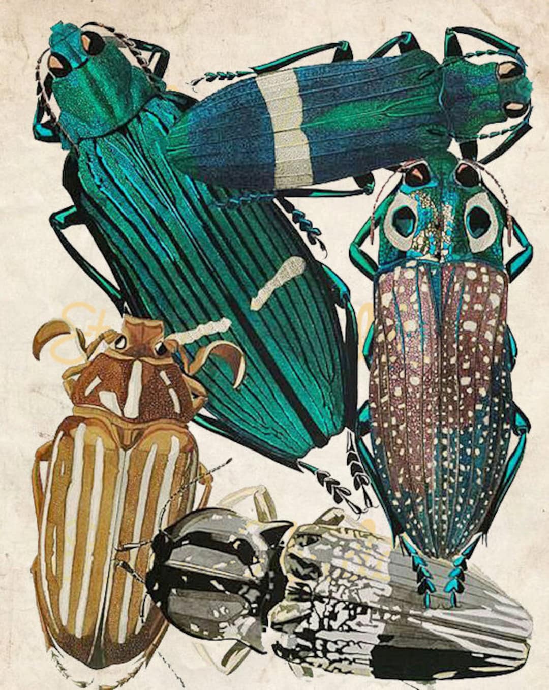 Beetle Print, Eugene Séguy Insect Art, Beetles Printable, Entomology ...