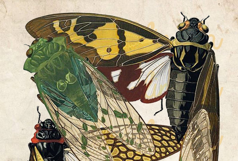 Insect Printable, Vintage Colorful Flies Print, Eugene Seguy, Insect ...