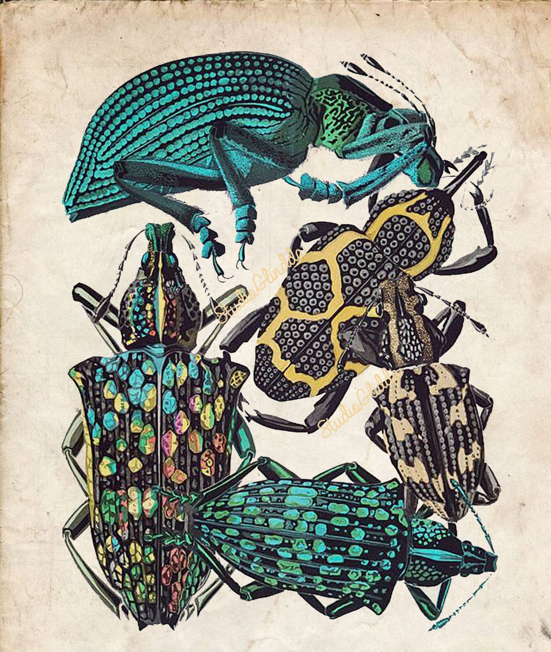 Beetle Printable Poster, Vintage Beetle Printable, Eugene Séguy ...
