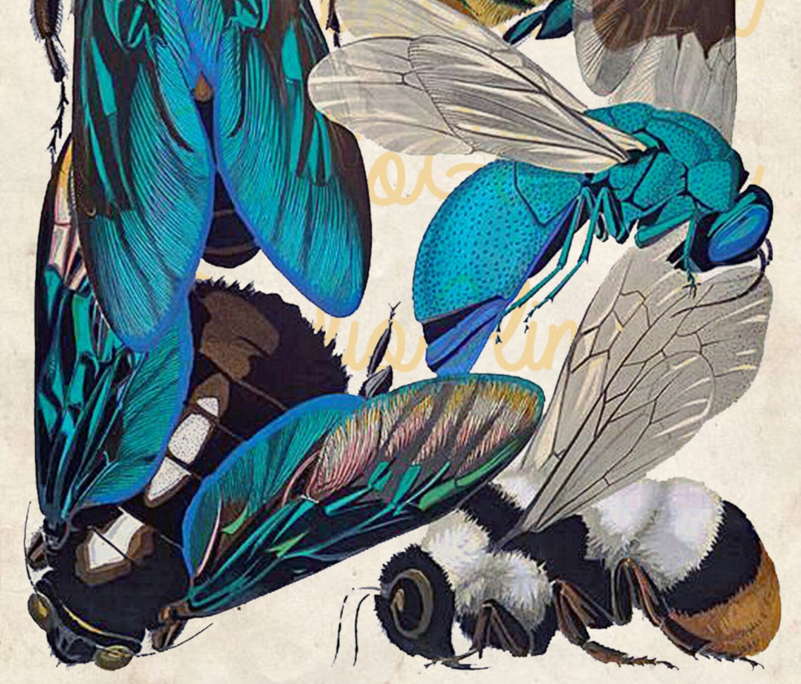 Flying Insects Printable, Eugene Seguy, Seguy Entomology Art, Vintage ...