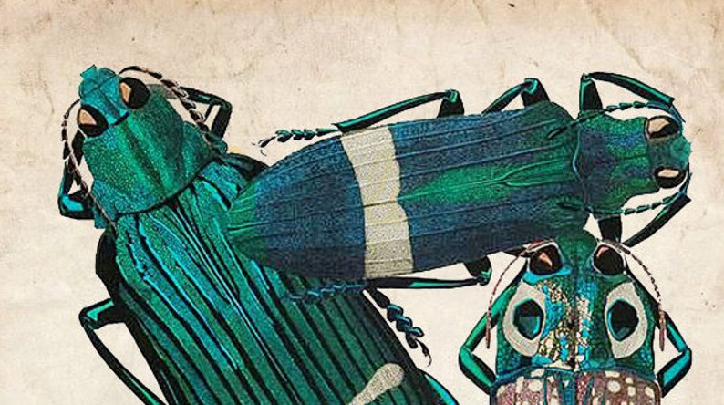 Beetle Print, Eugene Séguy Insect Art, Beetles Printable, Entomology ...