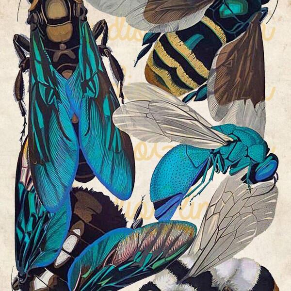Insect Printable, Vintage Colorful Flies Print, Eugene Seguy, Insect ...