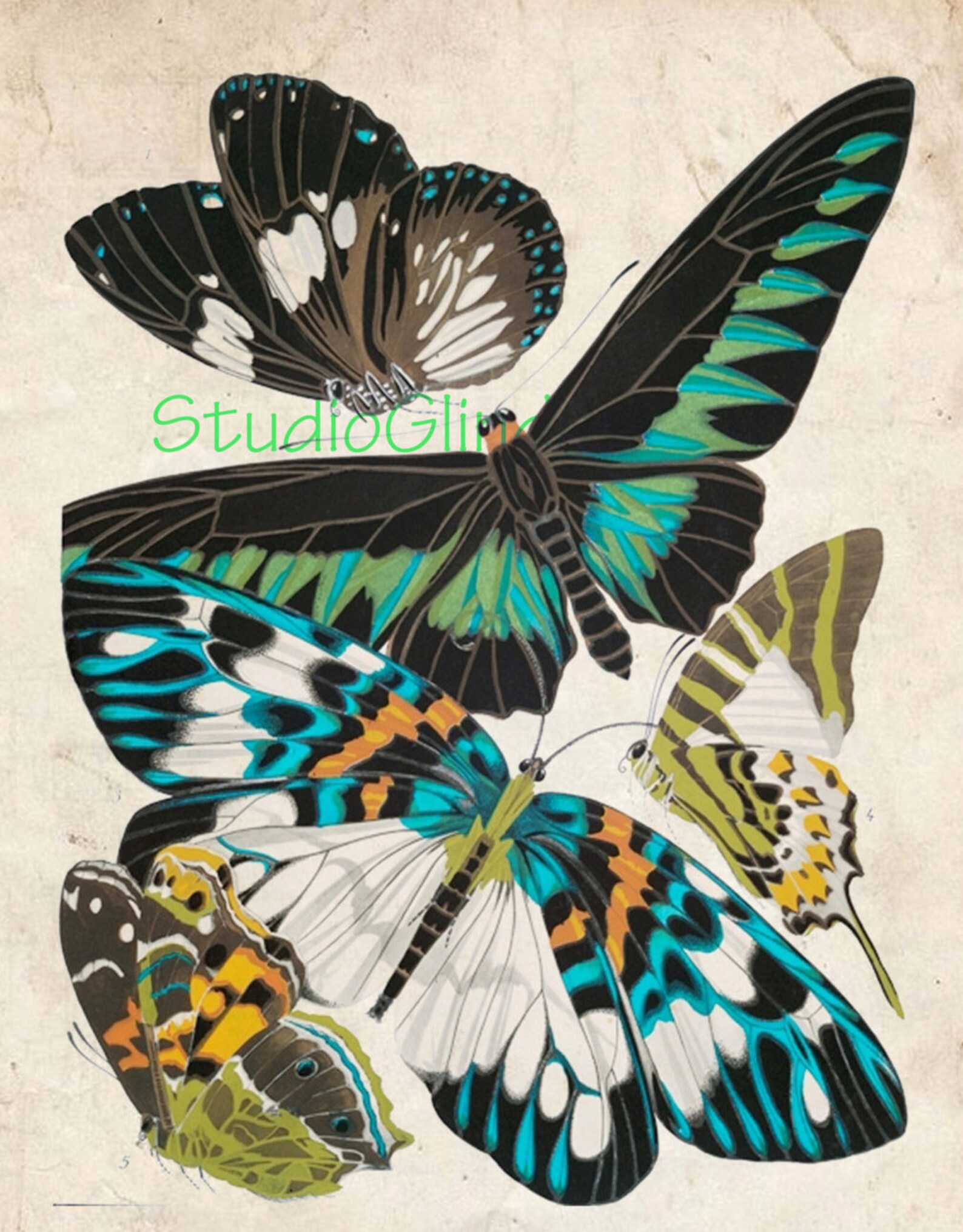 Butterfly Print, Vintage Butterly Printable, 5 Scientific Examples ...