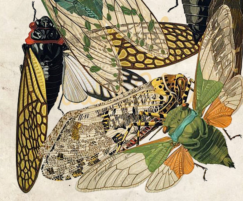 Insect Printable, Vintage Colorful Flies Print, Eugene Seguy, Insect ...