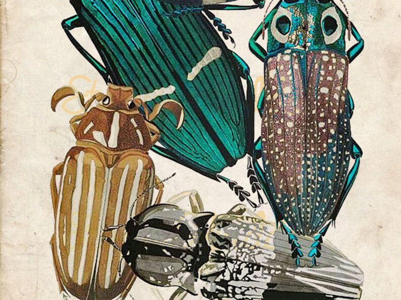 Beetle Print, Eugene Séguy Insect Art, Beetles Printable, Entomology ...