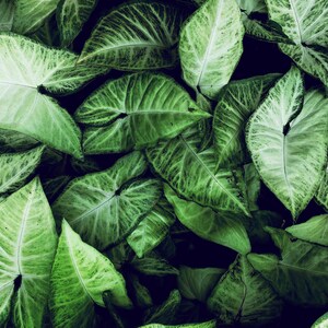Syngonium Leaves Plant Print Wall Art | A4 A3 A2 A1 - Etsy