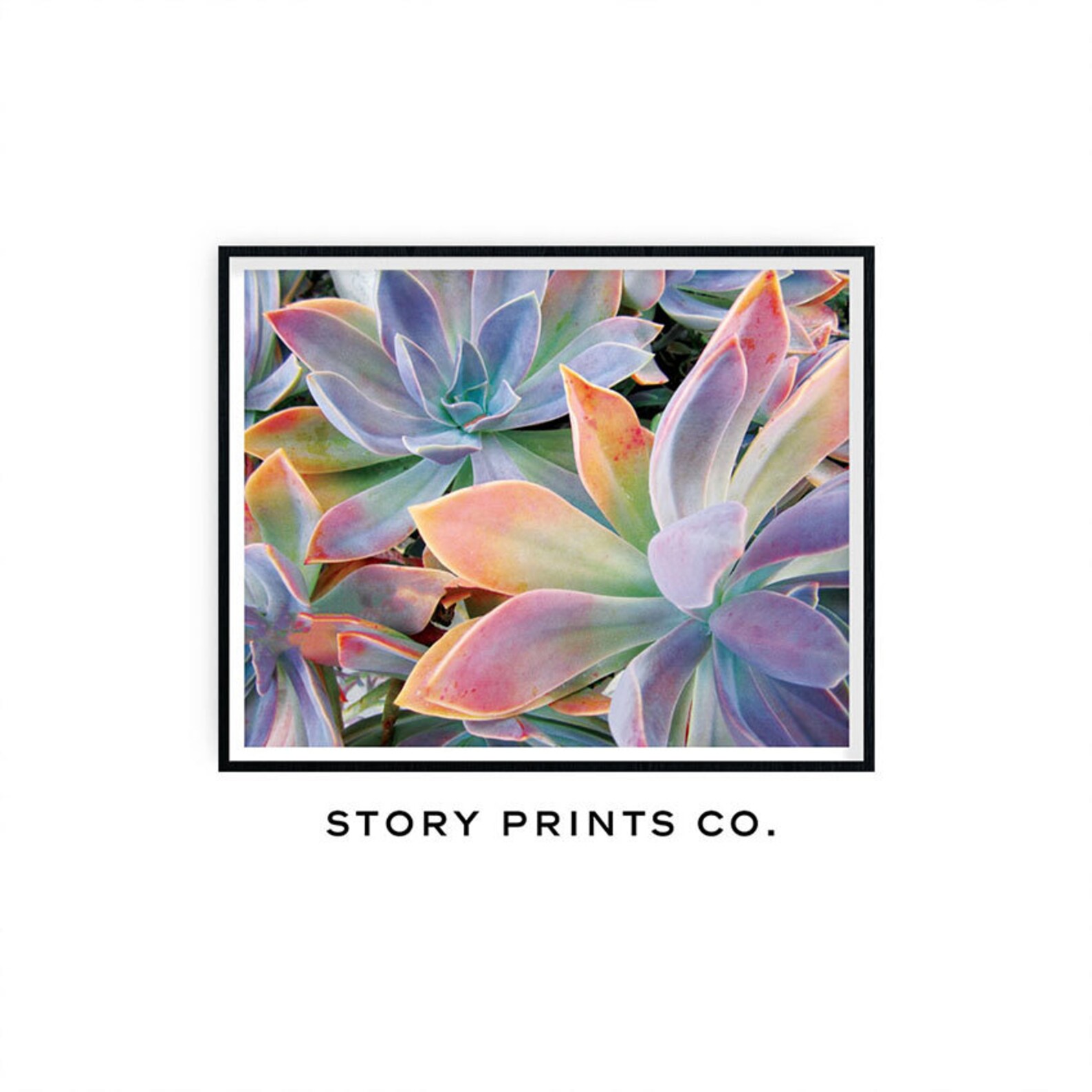 Succulents and Cacti, Garden Plant Print, Botanical Print, Nature Print ...
