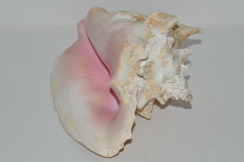 Queen Conch Seashell Nautical Decor Beach Theme Decor | Etsy