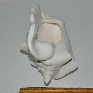 Seashell Planter, White Conch Shell Shaped Planter, Decorative Shell ...