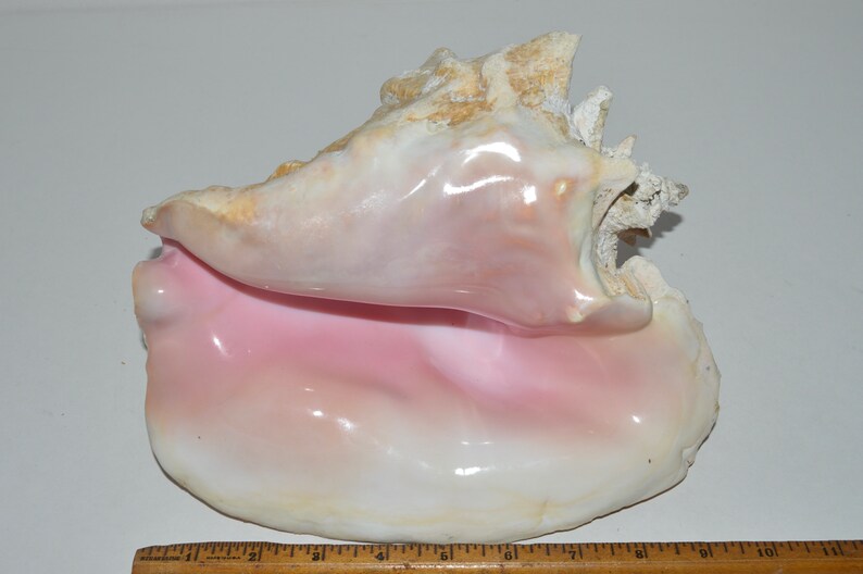 Queen Conch Seashell Nautical Decor Beach Theme Decor | Etsy