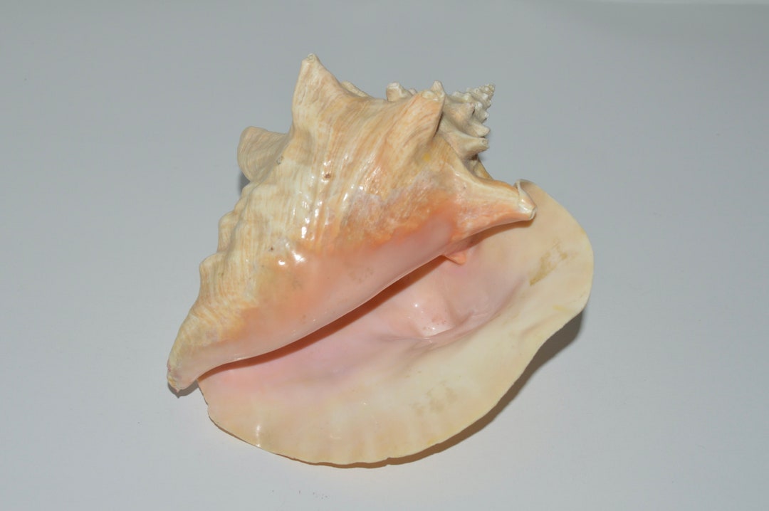 Smaller Queen Conch Seashell, Nautical Decor, Beach Theme Decor ...
