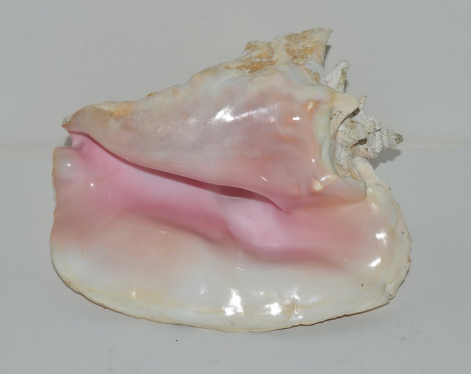 Queen Conch Seashell Nautical Decor Beach Theme Decor - Etsy