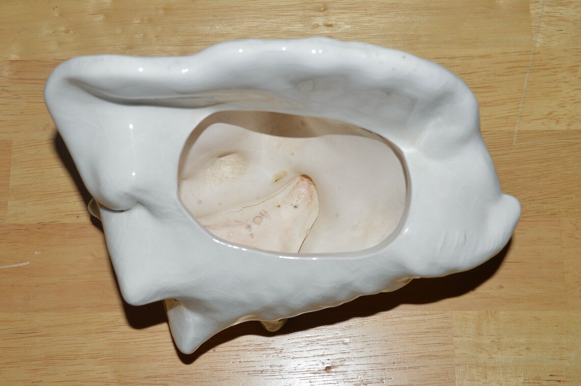Seashell Planter White Conch Shell Shaped Planter Decorative | Etsy