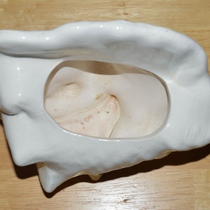 Seashell Planter, White Conch Shell Shaped Planter, Decorative Shell ...