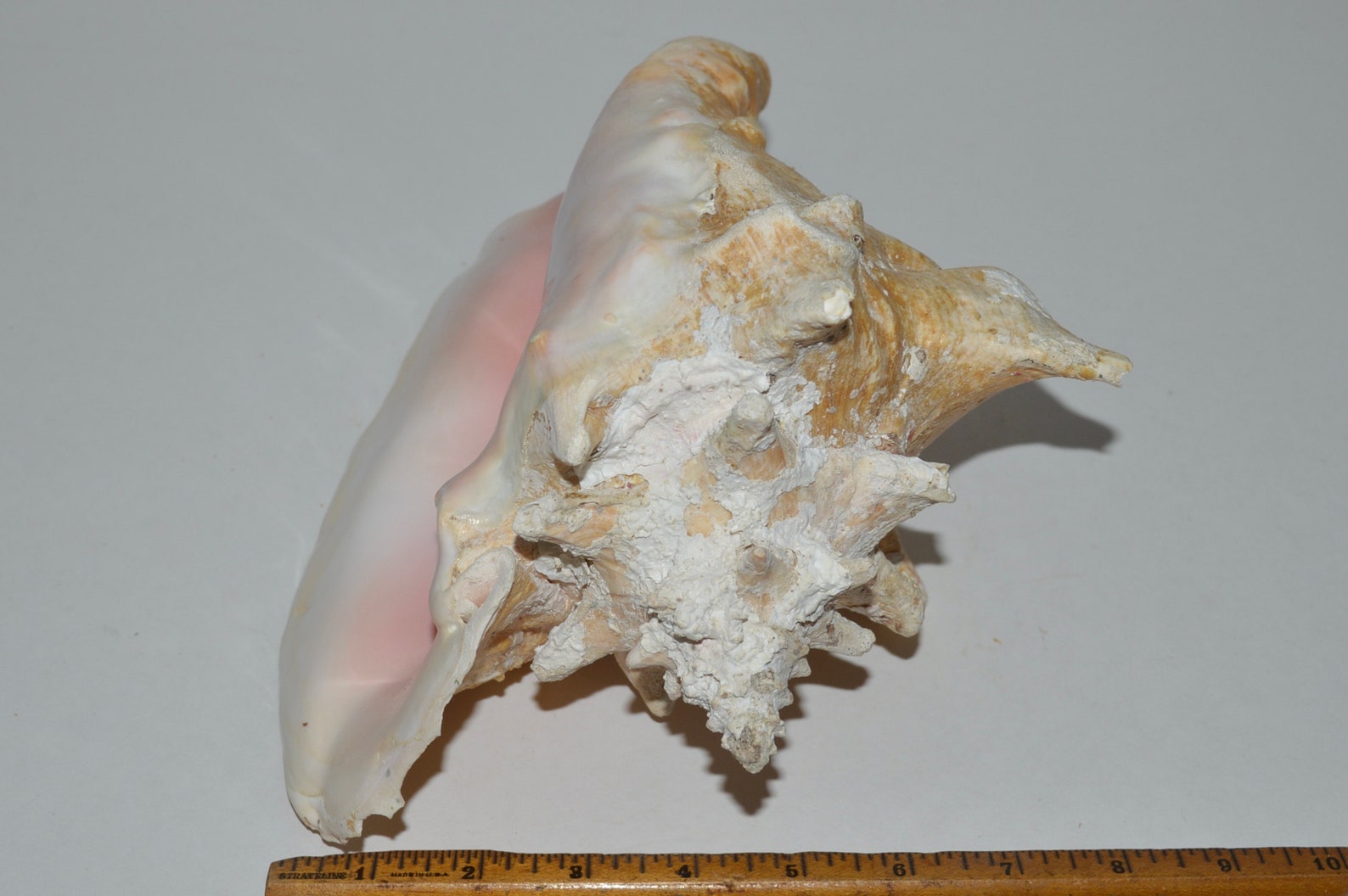 Queen Conch Seashell Nautical Decor Beach Theme Decor | Etsy