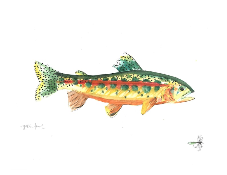 Golden Trout Watercolor - Giclee Archival Print - Custom Sizing ...