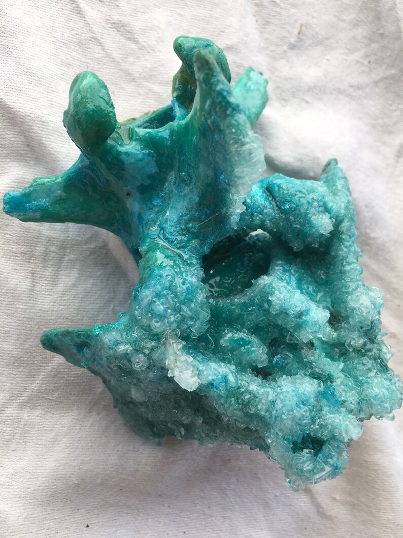 Crystallized Vertebrae Bone | Etsy