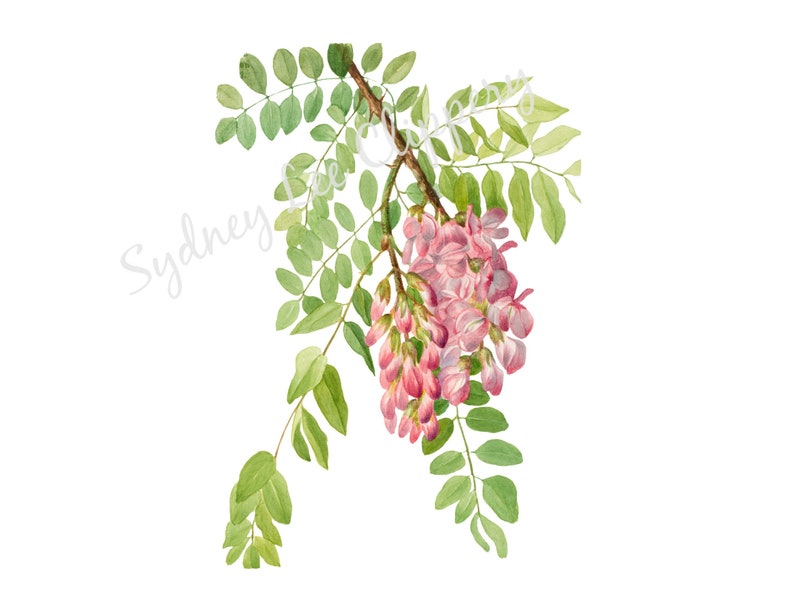 Printable jpg and Transparent background png images LOCUST PLANT Clip ...