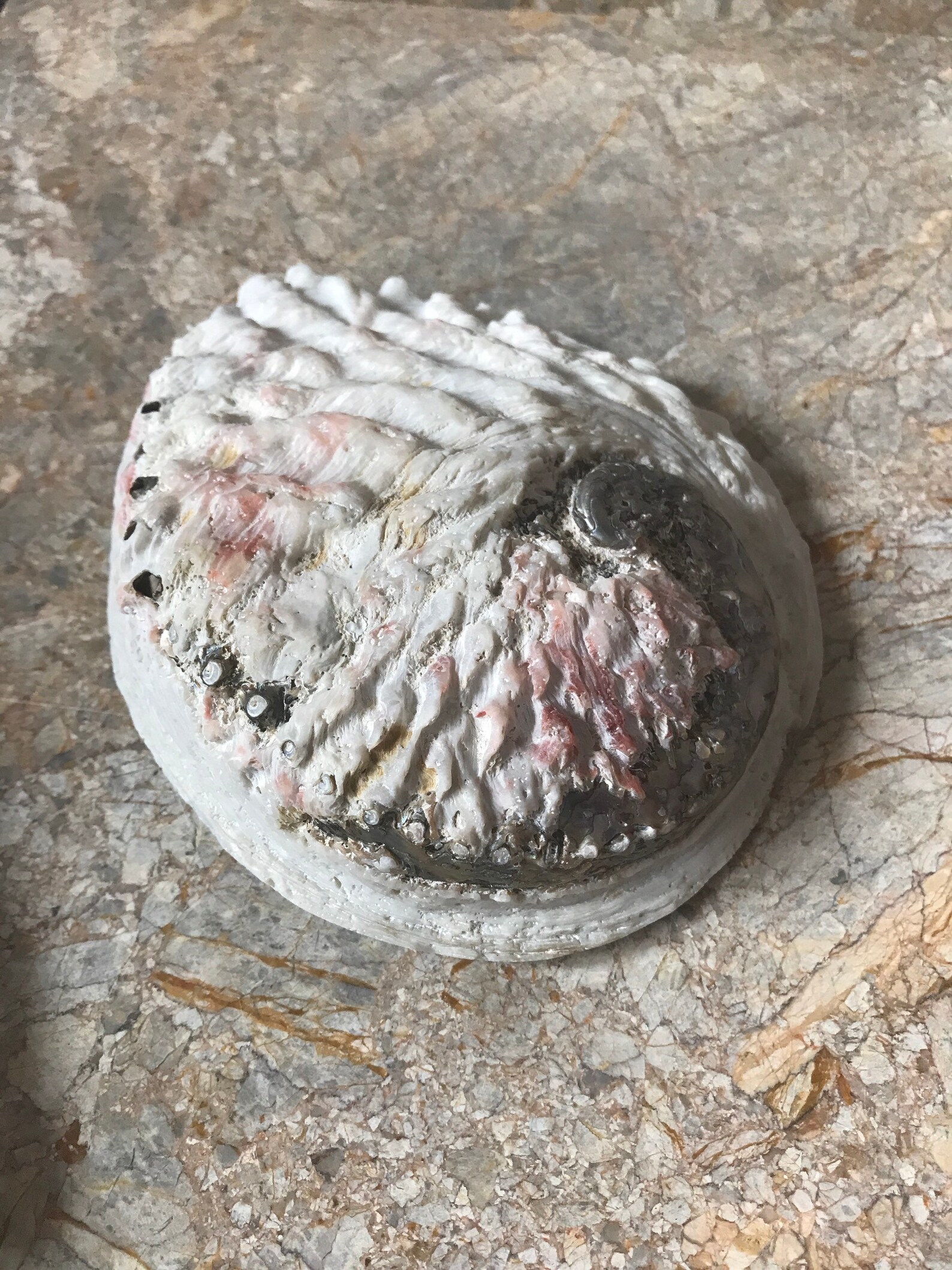 Sage Smudge Kit Large Abalone Shell Sage Smudge Stick Small | Etsy