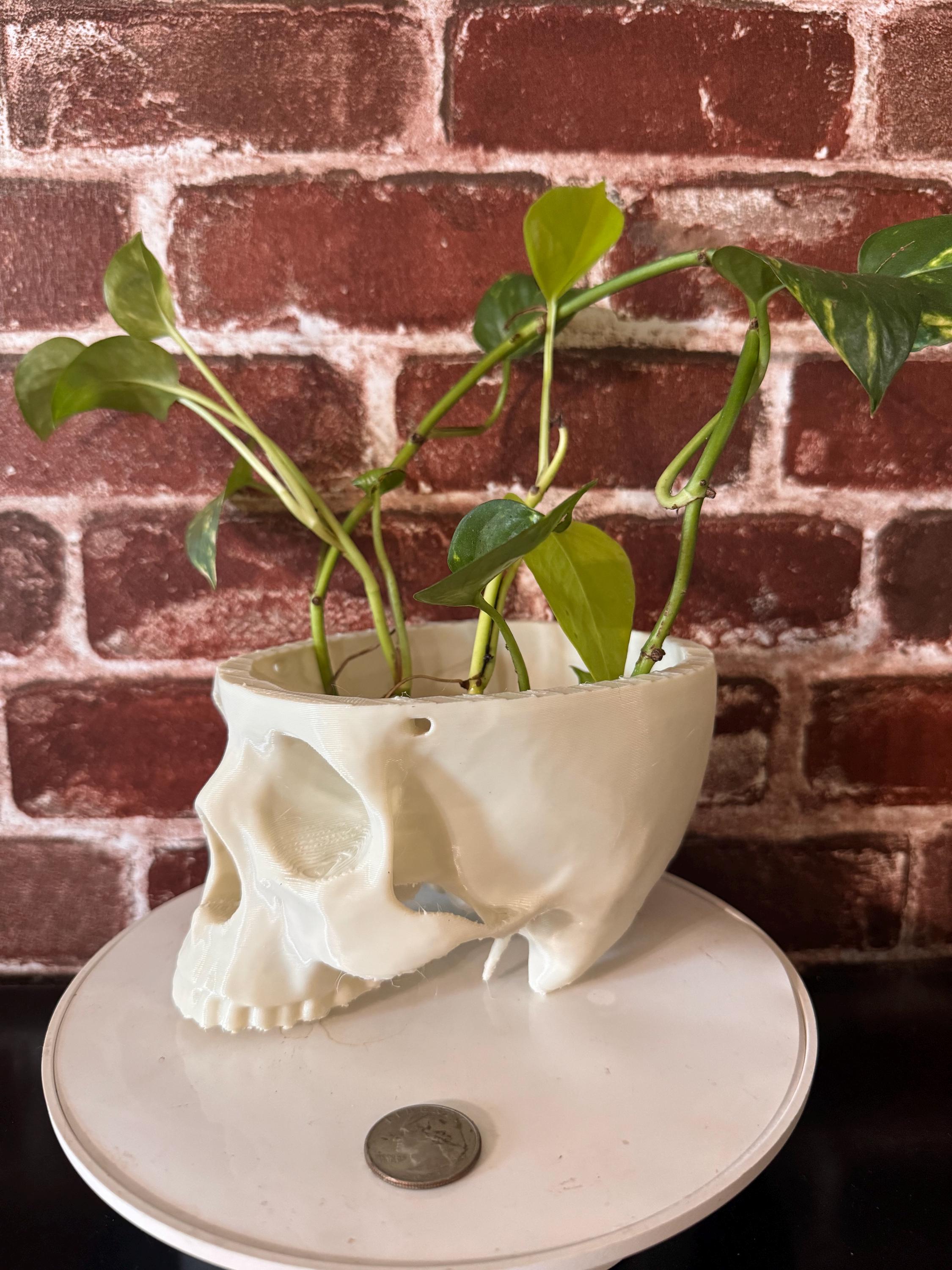 3D Printed Skull Planter W/ Hanging Holes - Etsy