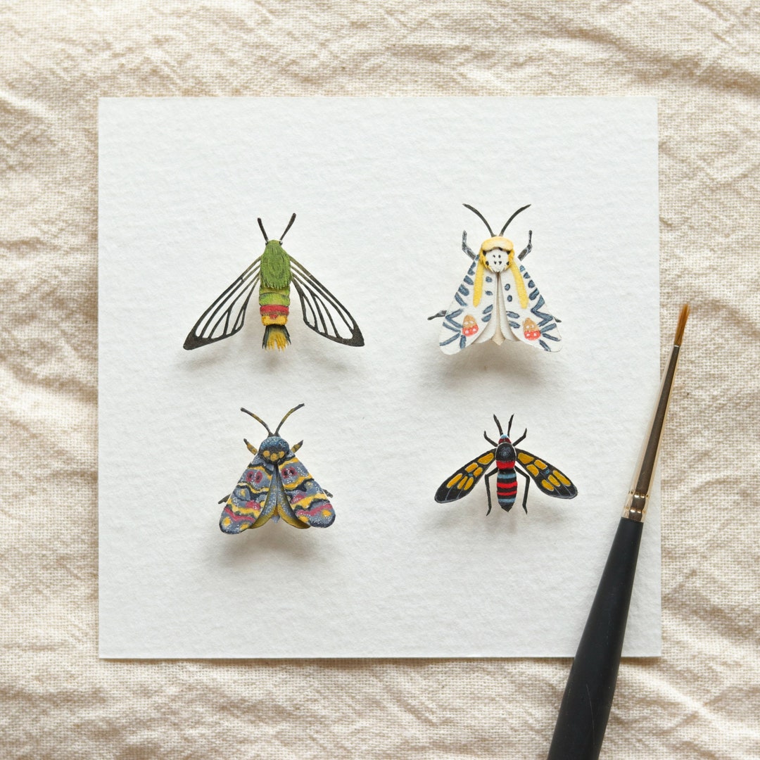 Moth Specimen Cluster Pollinator Moth Art Moth Specimen - Etsy Australia